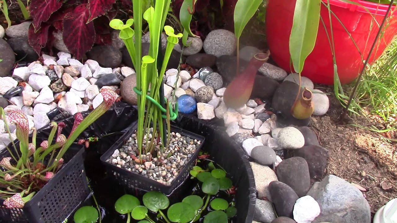 My bog garden carnivorous pond pitcher plants - YouTube