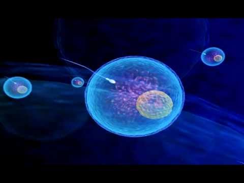 SPERM AND EGG -3D Animation medical - YouTube