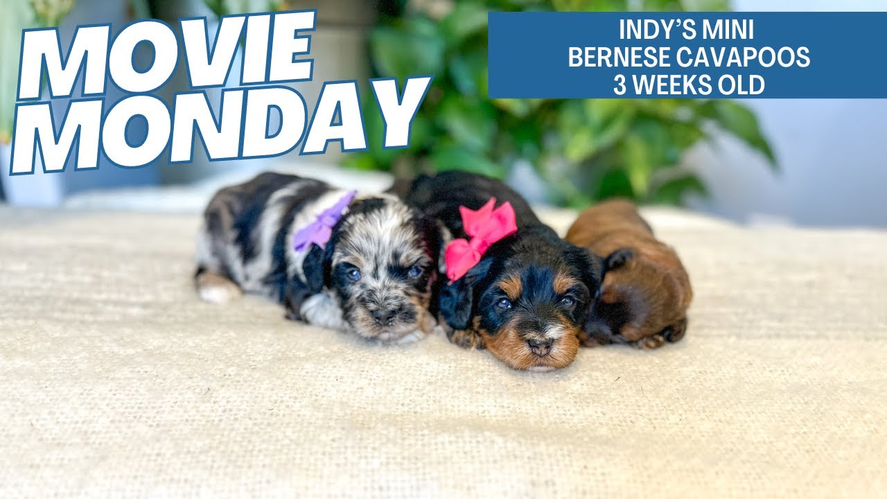 Indy's Bernese cavapoos 3 weeks old - YouTube