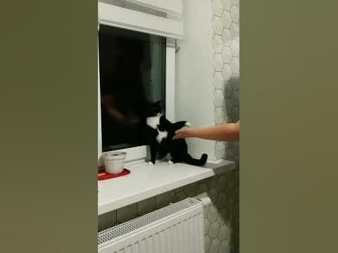 Строптивая кошка. - YouTube