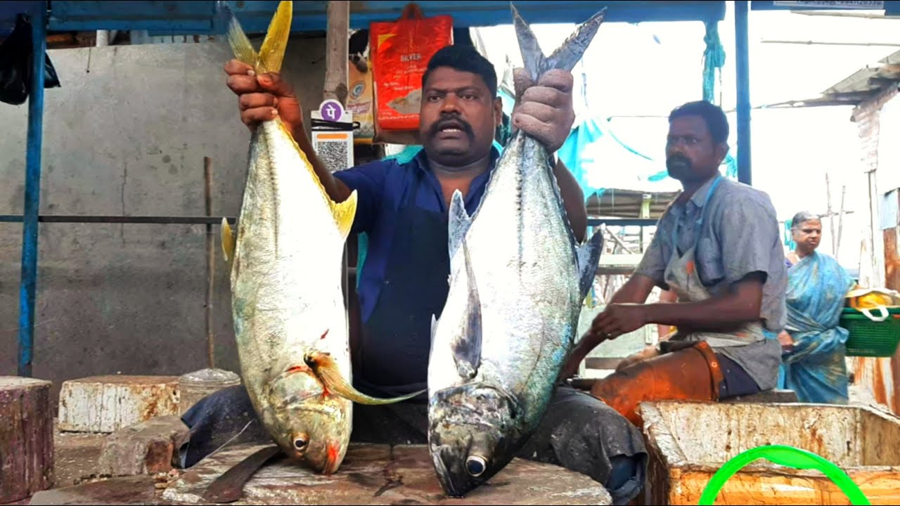 kasimedu selvam ♤ manja paarai meen ♤ super fresh cuttingvideo # ...