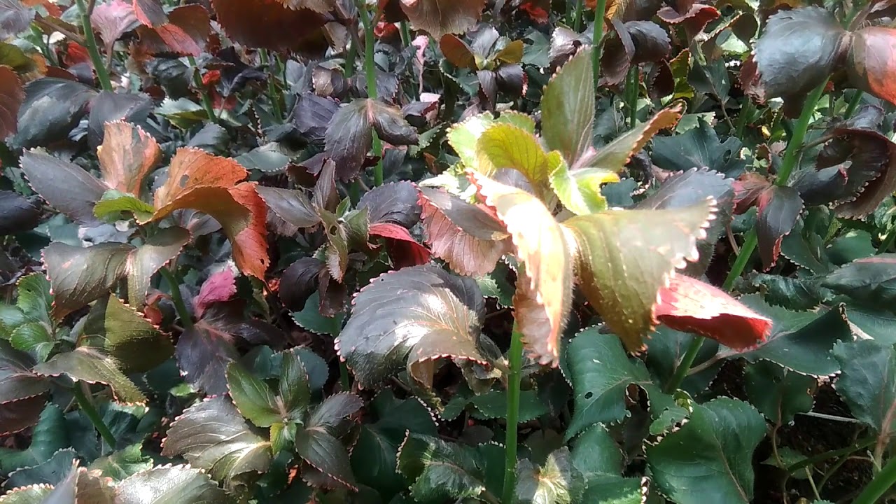 [HD1080p] Koleksi bunga Akalipa dalam hamparan taman bunga di depan ...