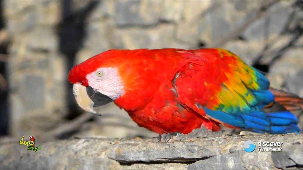 Loro More Exotic Birds