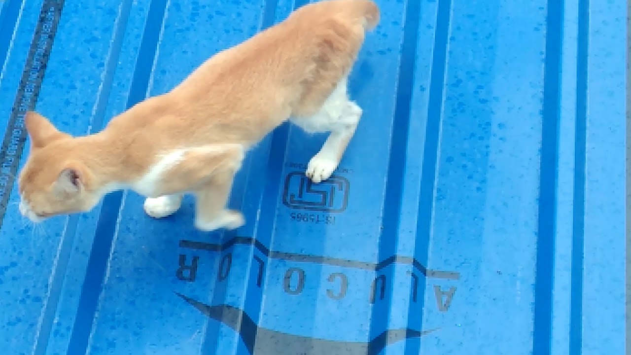 Pussu Cute Pussy Cat Youtube