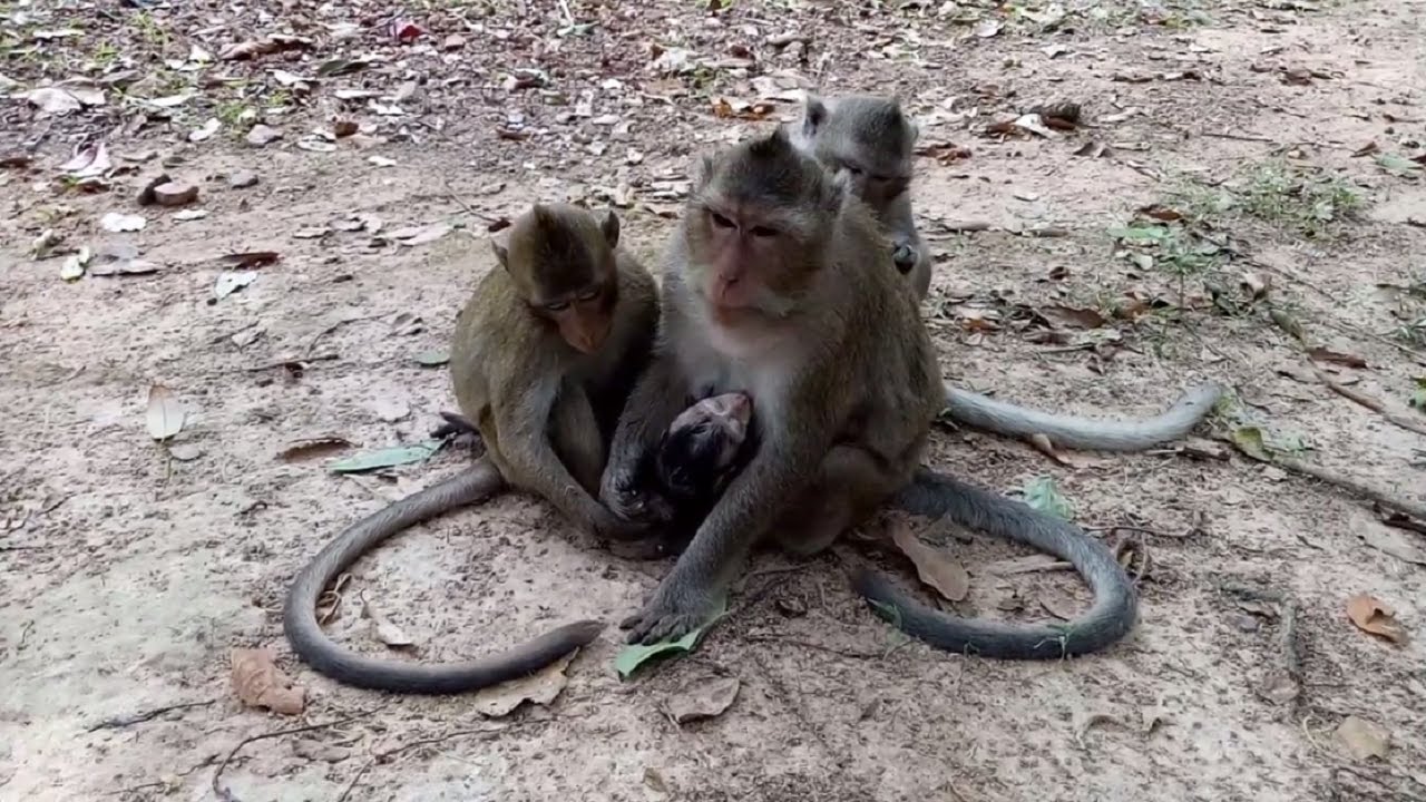 Baby Monkey Having Milk While Adult Monkey Very Jealouse ST24 - YouTube
