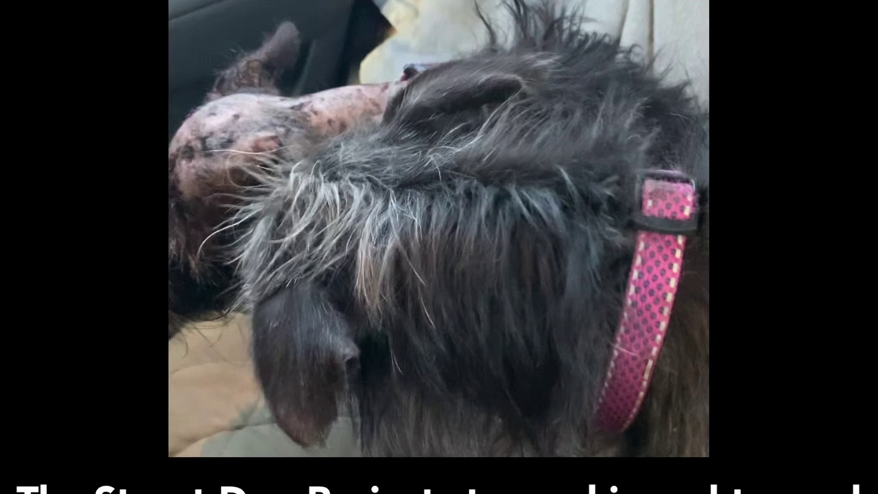 The Street Dog Project - Freedom Ride - YouTube