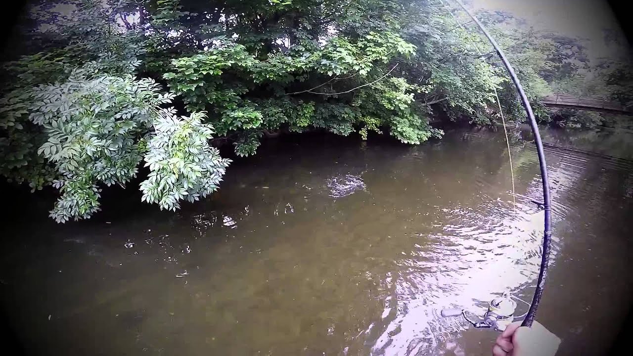 Pike on SV Fishing Lures, river Mole UK Great Britain - YouTube