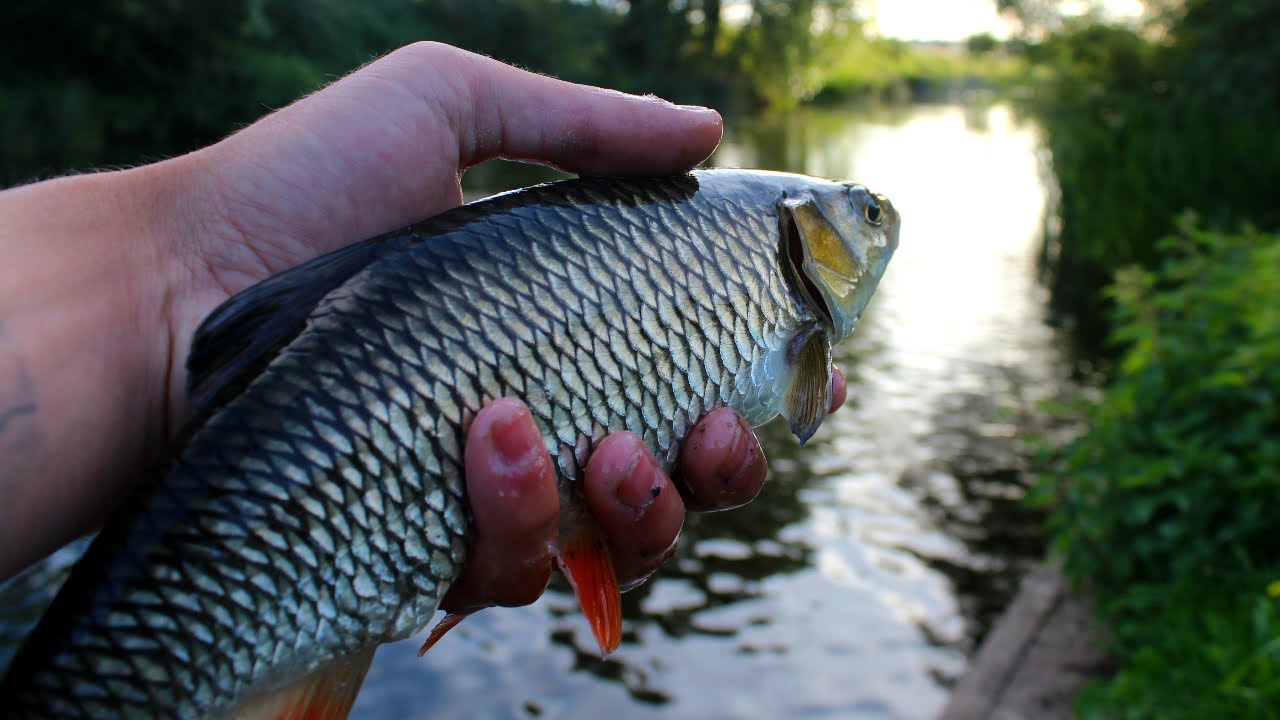 TINY RIVER CHUB FISHING - RIVER FOSS - YouTube