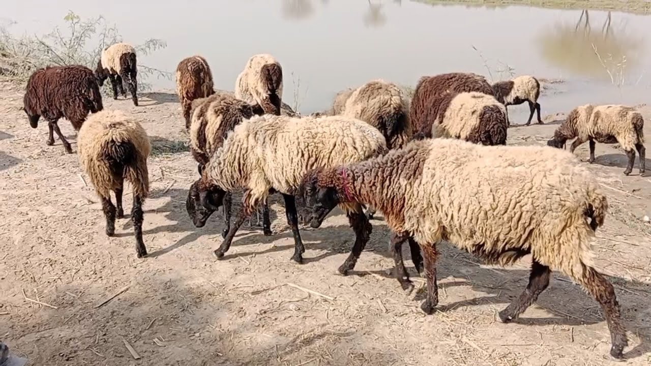 Sheep Eating Grass | Sheep Are Drinking Water | Sheep Mating | Animal ...