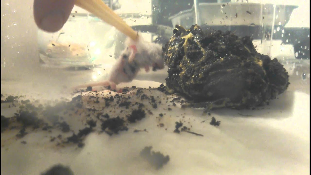 Pacman frog's first rodent - YouTube