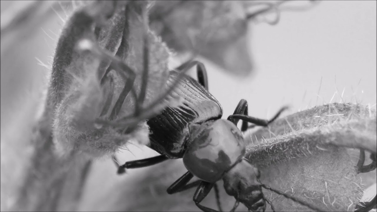 Insectos en el Mar de Ontígola. Aranjuez (Madrid) - YouTube