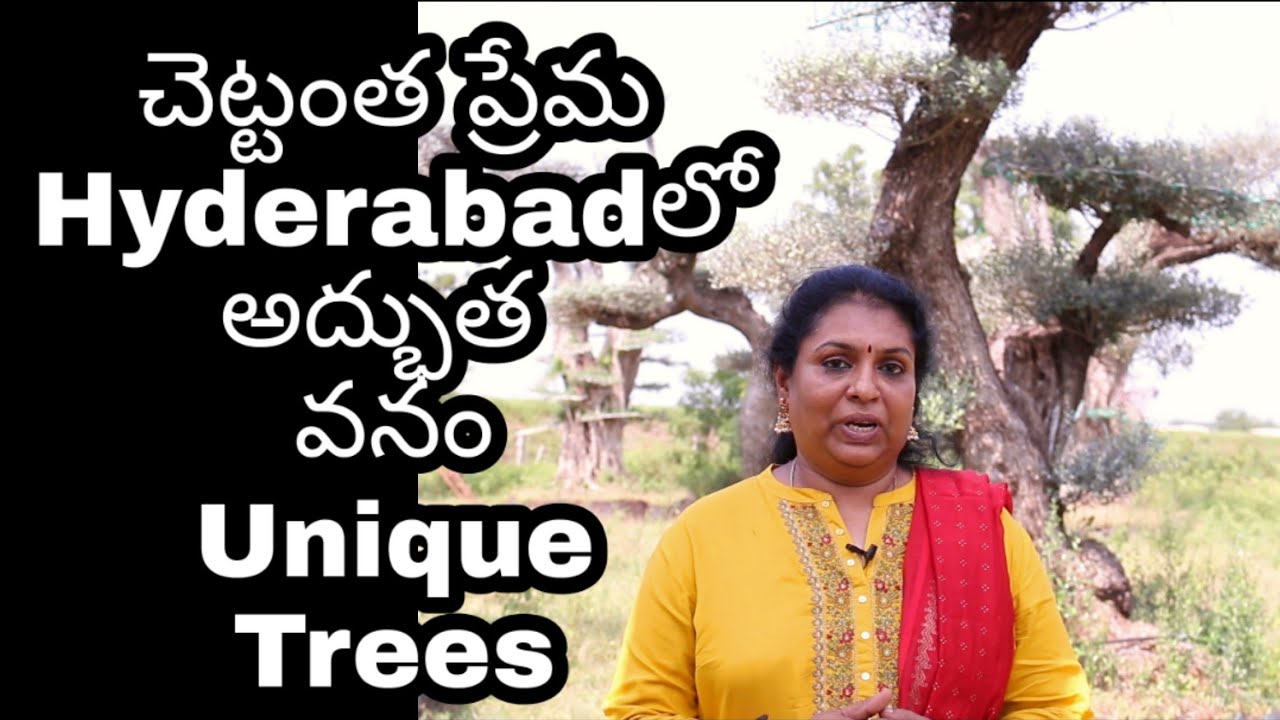 Unique trees in Hyderabad/ National and International trees/ Amazing ...