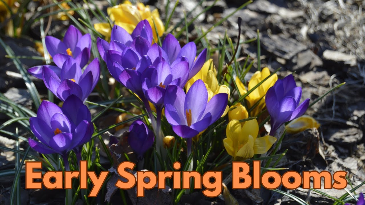 Early Spring Flowers That Bloom in March (Zone 7 Garden Tour) - YouTube