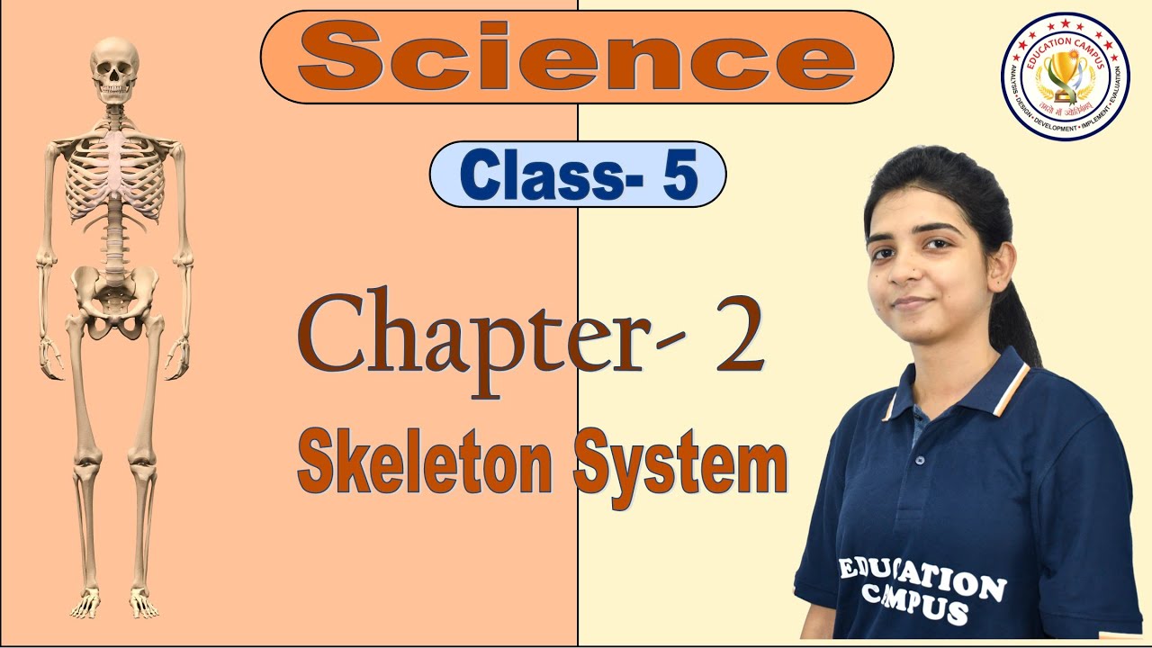 Function Of Skeletal System Skeletal System Class 5 ICSE Chapter 2 