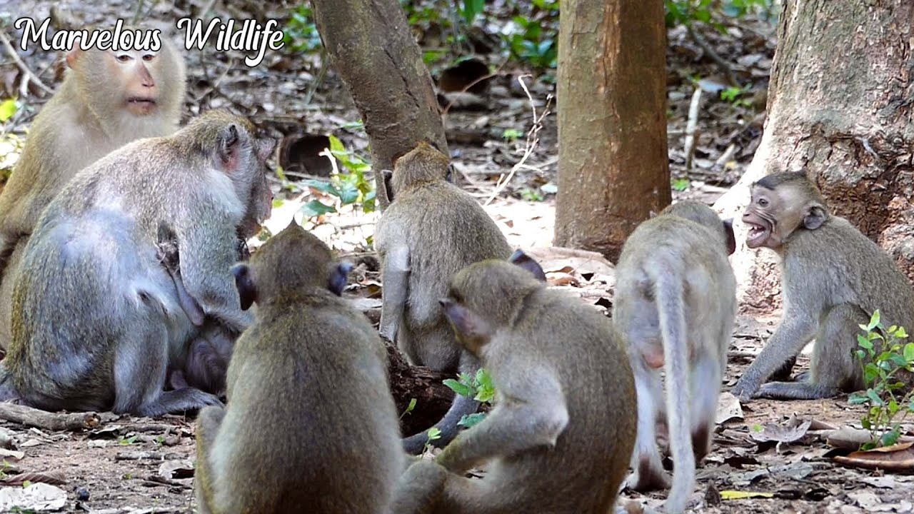 Jazzy so s+a+ddest mother refused to join eat food, Jazzy not happy ...