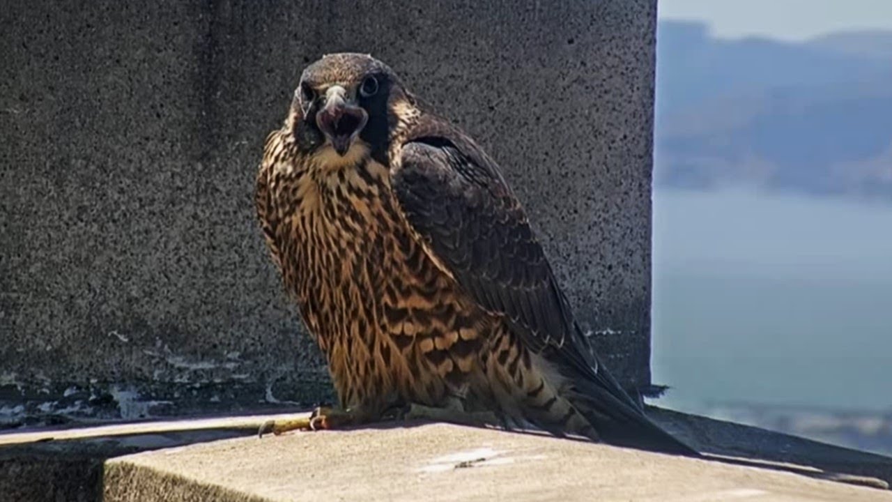 Cal Falcons: Eclipse has 1-way conversation with Archie, Annie ...