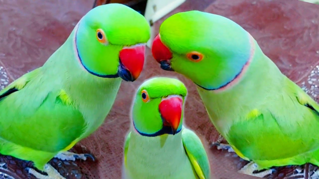 Indian Parrot Dj Max ️Calling Mithu Different Sounds♥️ - YouTube