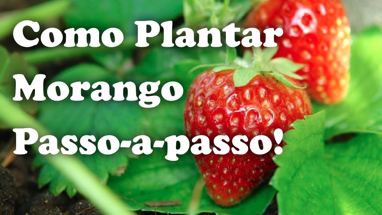 Como Germinar Sementes de Morango Comprado no Supermercado! - YouTube