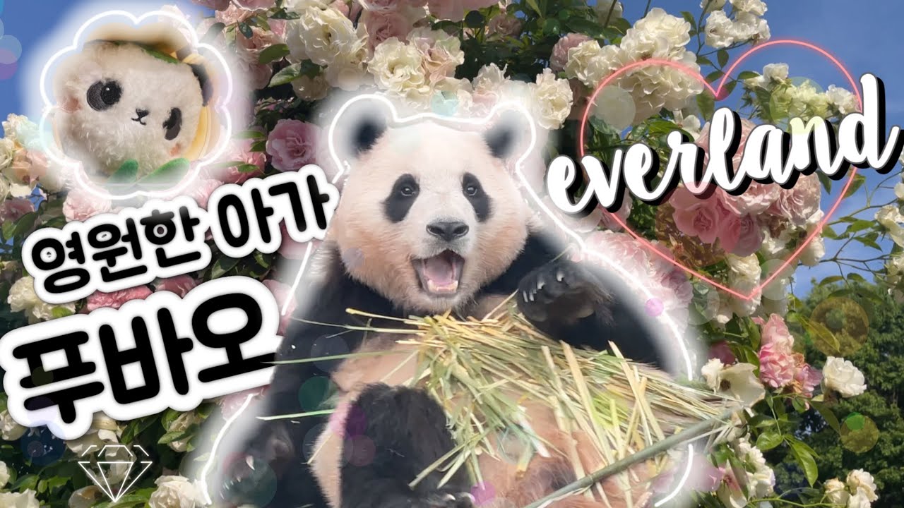 귀여움주의 푸바오 넌 영원한 우리들의 아기 판다야 🐼 65 푸바오 만난 날 성덕 Youtube