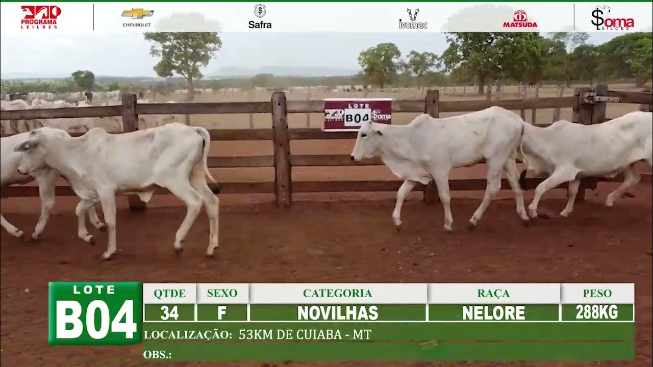 LOTE B04 - YouTube