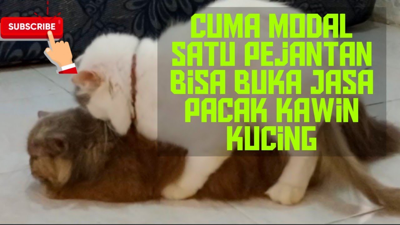 PELUANG BISNIS CARA BUKA JASA PACAK KUCING@idasukovlak4937 #pacakkucing ...