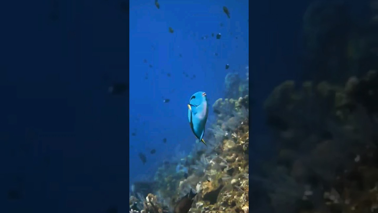Blue Tang: Guardians of Coral Ecosystems - YouTube