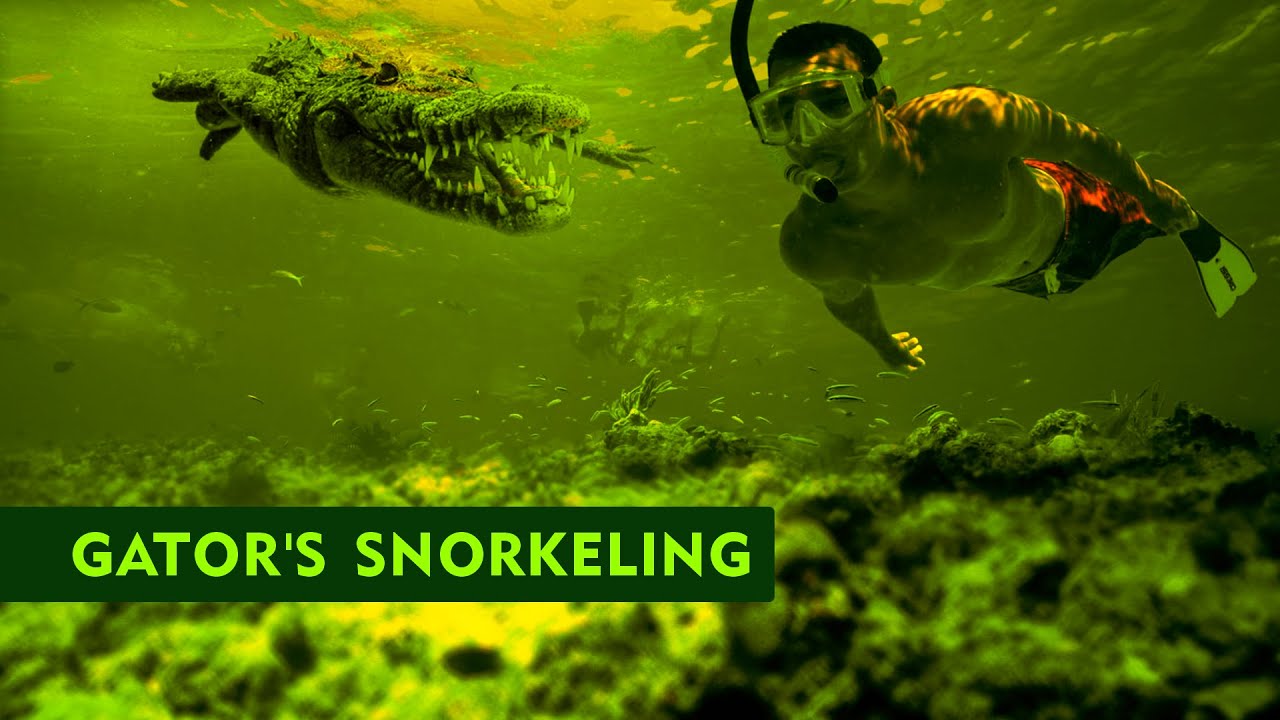 James Morrow: Gator's Snorkeling [12+] - YouTube