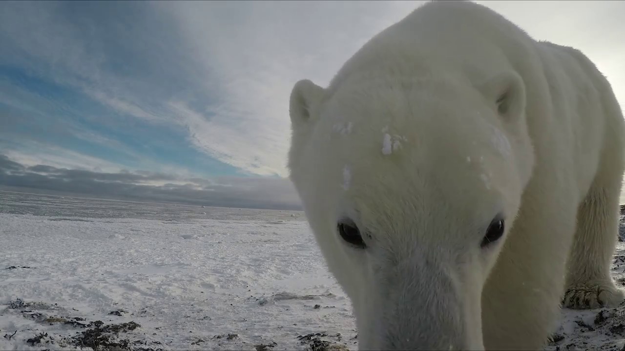 Polar Bear Discovers Hidden Camera YouTube polar-bear-discovers-hidden-camera-youtube