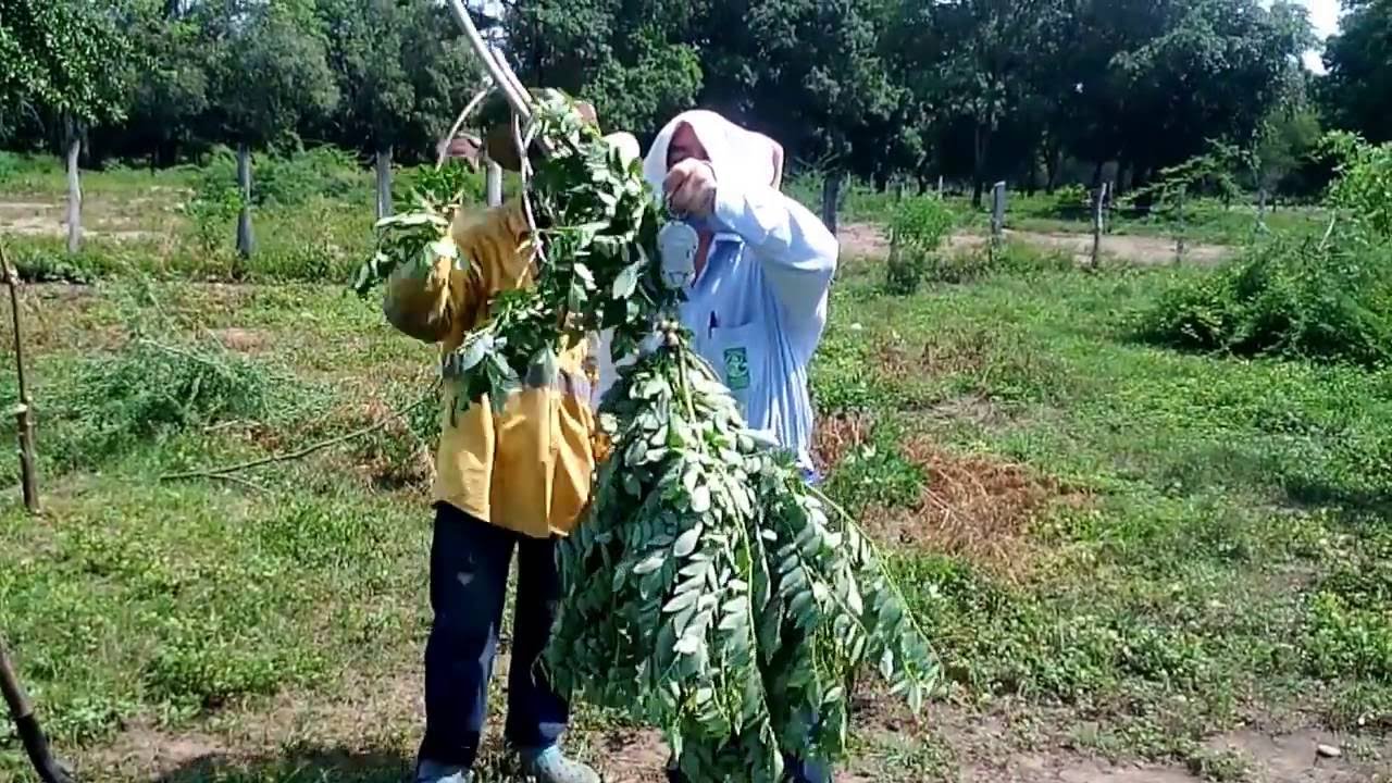 Corte de matarratón en banco mixto de forraje 2 - YouTube