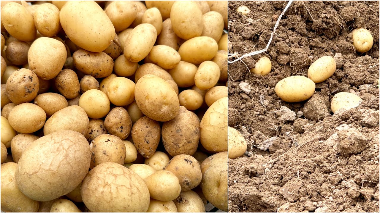 Potato Harvest/ Bagan theke Aloo Tullam - YouTube
