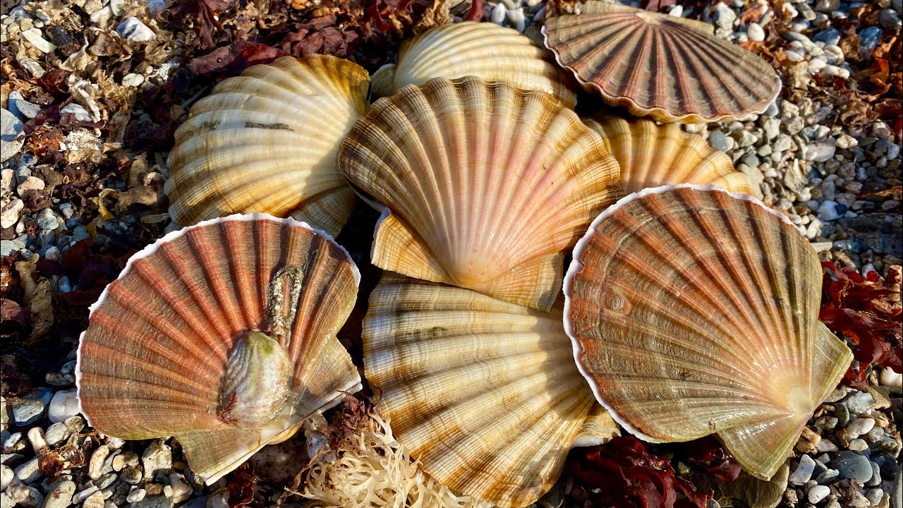 Overnight Adventure Foraging / Diving for Scallops with Amazing ...