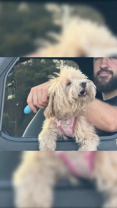 PUP RIDE 🐾 - YouTube