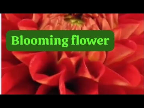 Blooming flower ll Golapi Dutta - YouTube