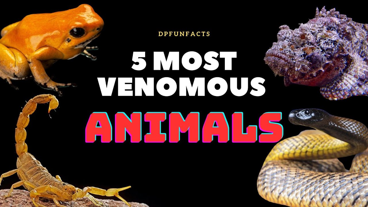 Five Most Venomous Animals | DPFunFacts - YouTube