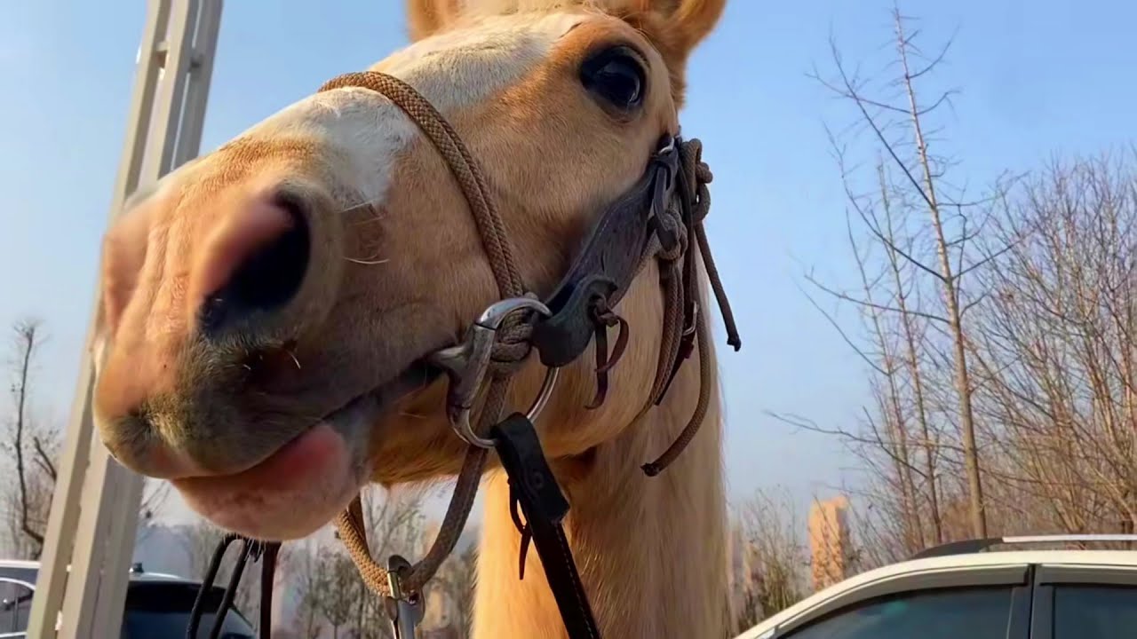 Live- My Arabian Horse is amazing and lovely - YouTube