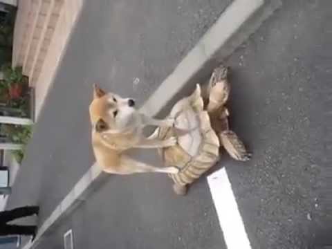 Dog stand on Turtle Shell - YouTube