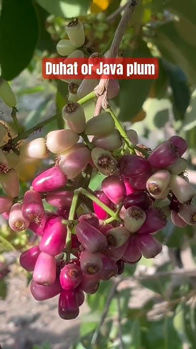 #fruit #duhat or java plum in our front yard #farming #philippines ...