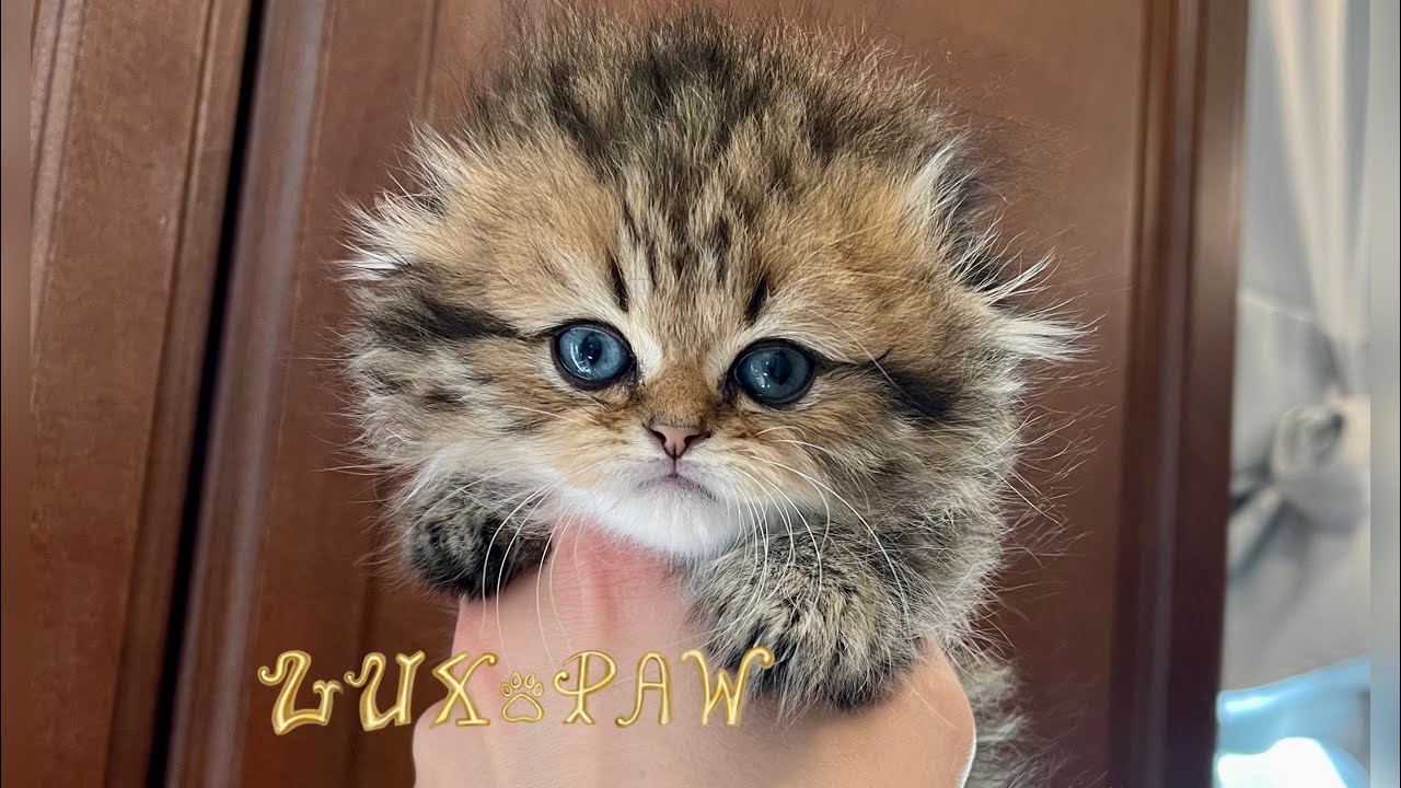 Ellie - Scottish Fold longhair girl | Lux Paw Cattery - YouTube