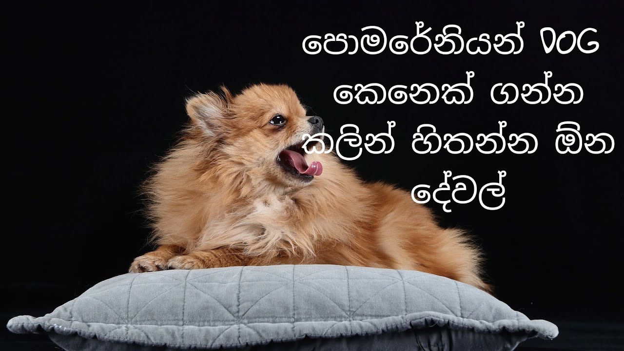 පොමරේනියන් කෙනෙක් ගන්න කලින් හිතන්න ඕන දෙවල් | pomeranian dog sinhala ...