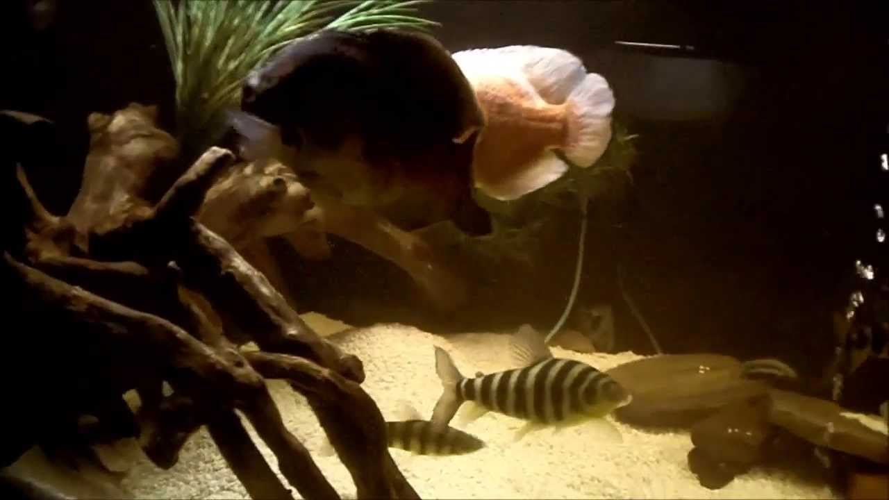 600 gallon aquarium - YouTube