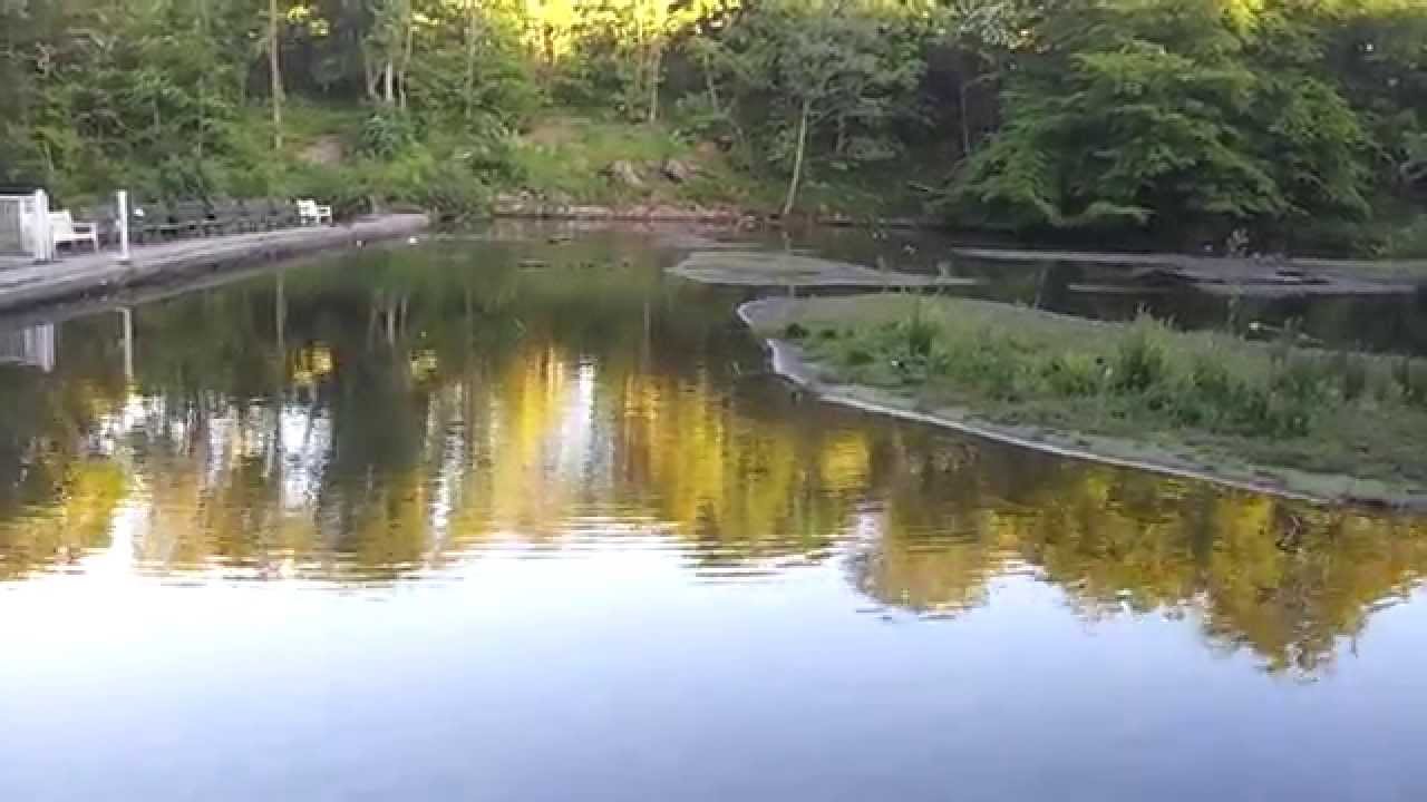 Forge dam..lovely evening ride. - YouTube