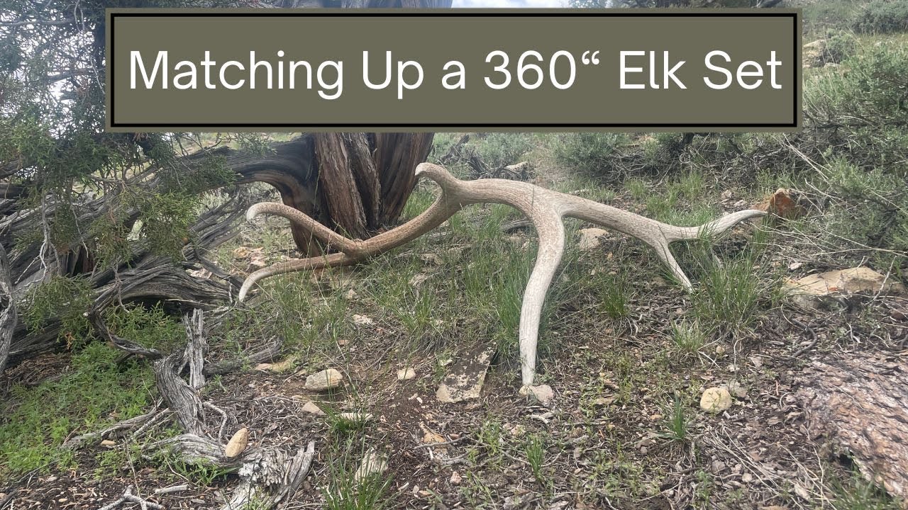 Matching up a 360" Elk Set || Shed Hunting - YouTube