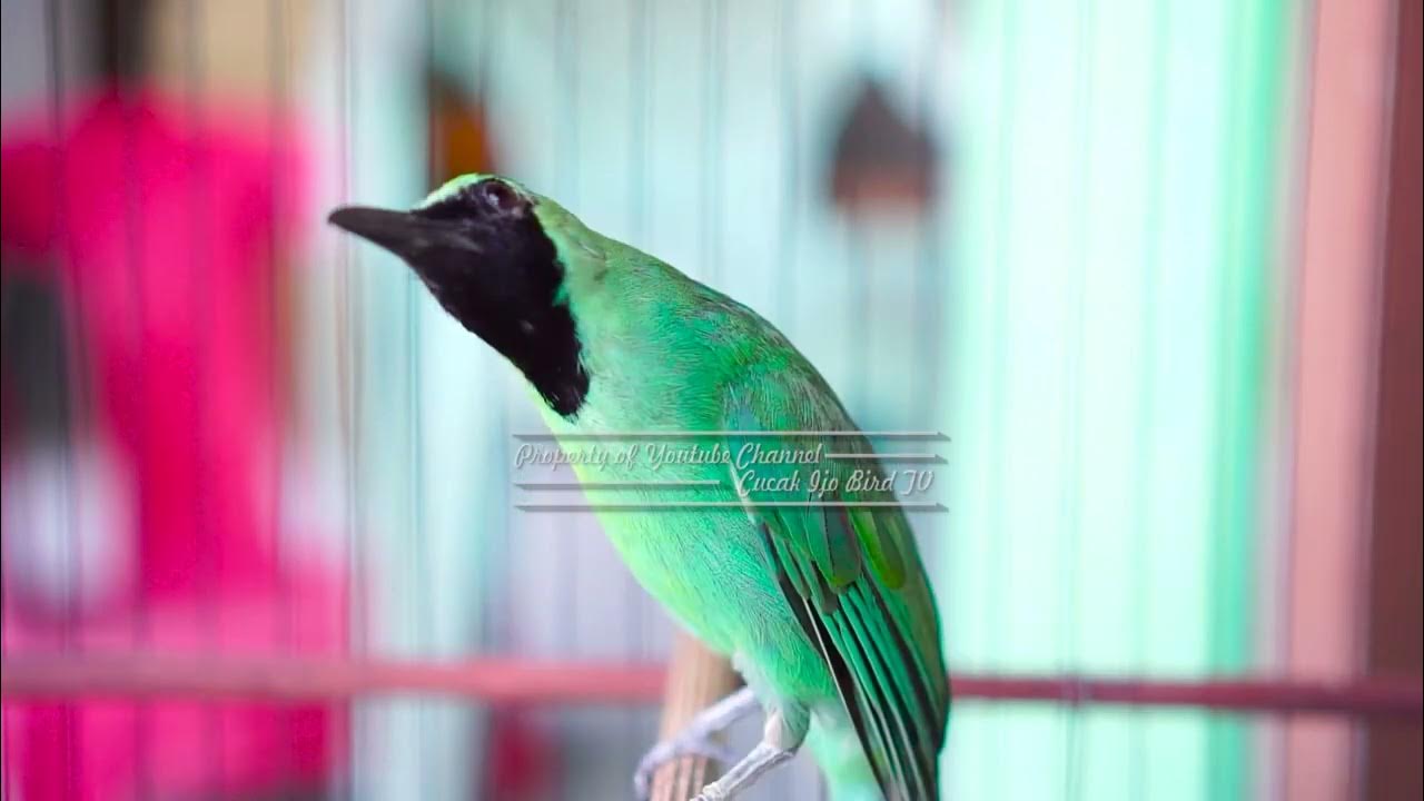 CAK IJO SATU INI PALING CEPET BUAT CAK IJO LAIN MAU BONGKAR ISIAN JAMTROK - YouTube