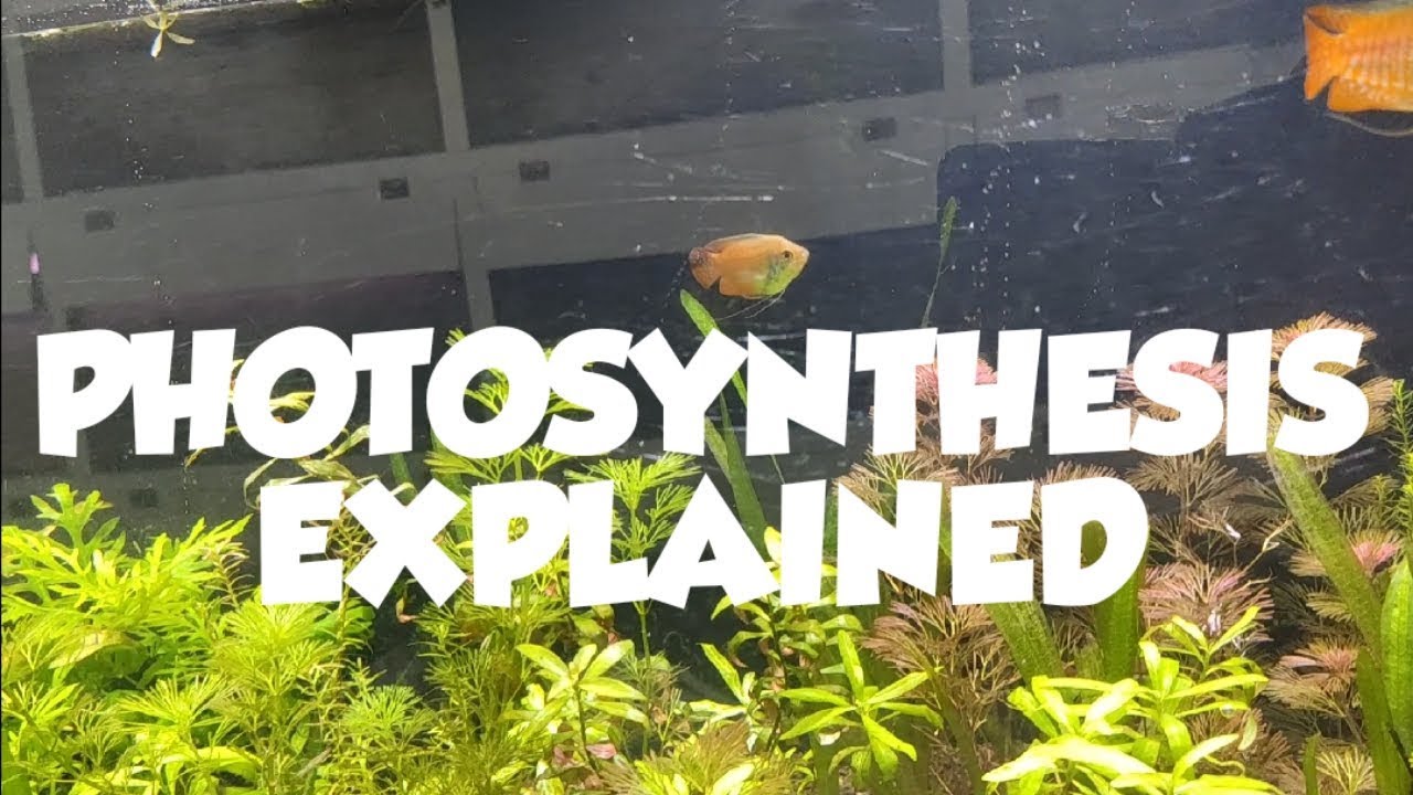 The Process Of Photosynthesis In Planted Aquarium - YouTube