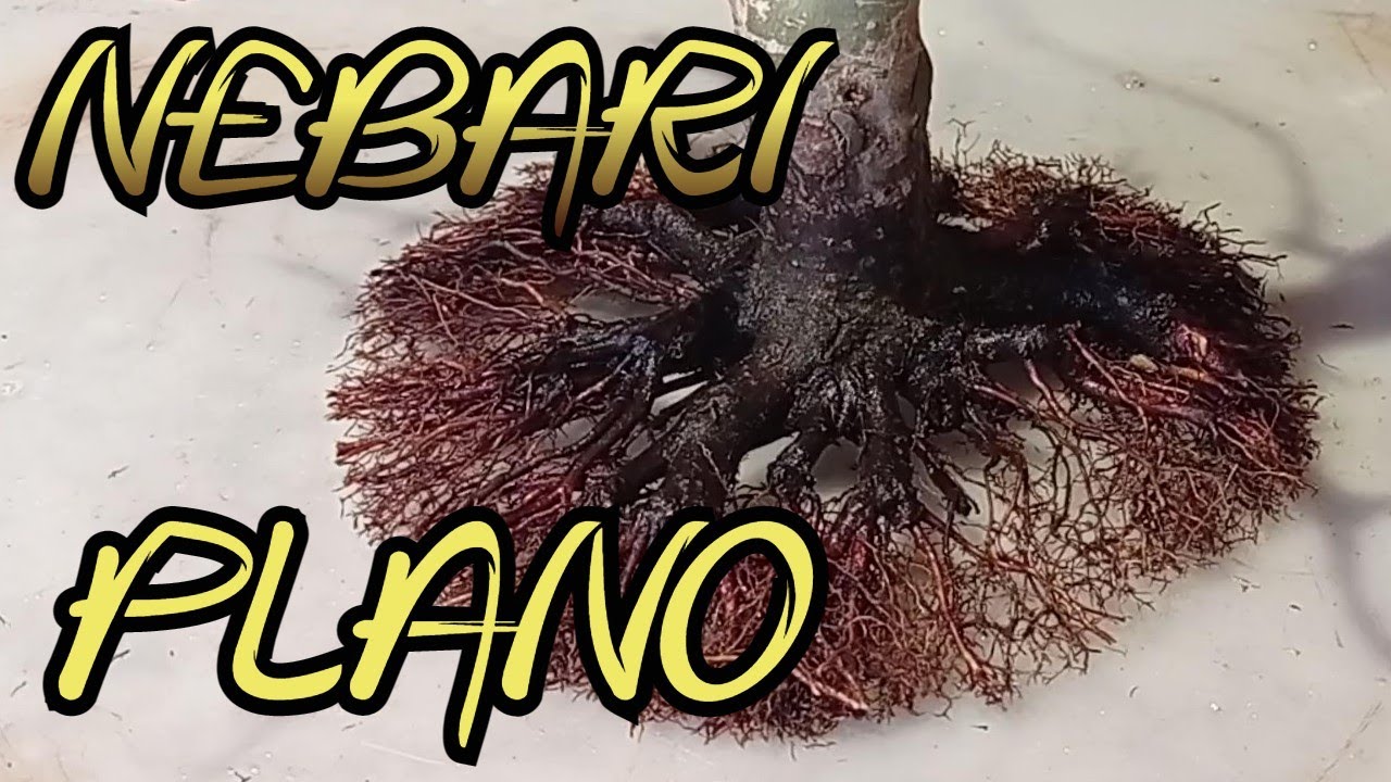 BONSAI CON NEBARI PLANO - YouTube