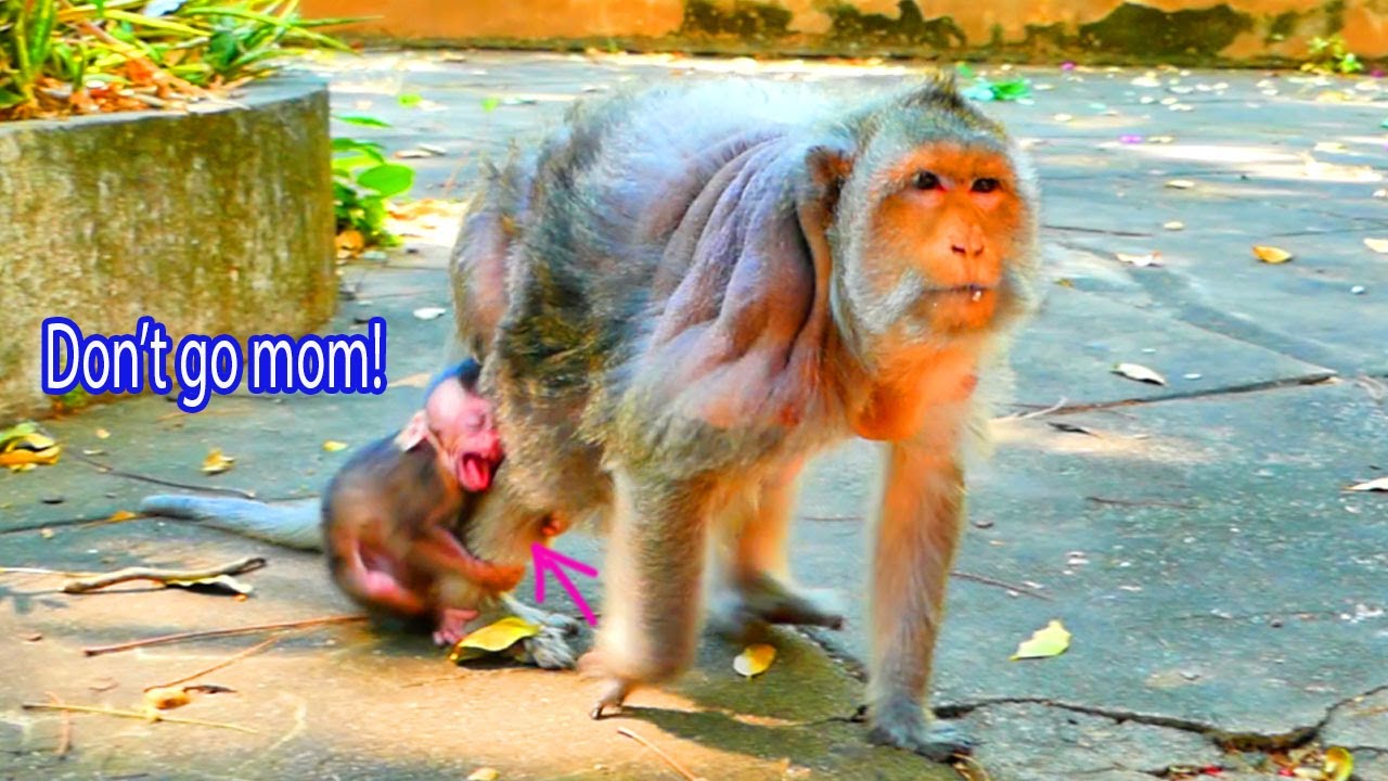 Oh ho most pi-ty...Po-or baby monkey tell his mother monkey please don ...