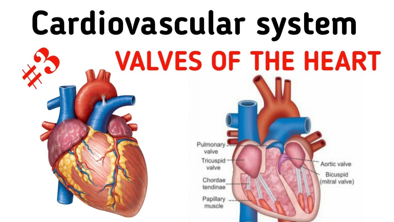 Cardiovascular System | Valves of the heart | தமிழ். - YouTube