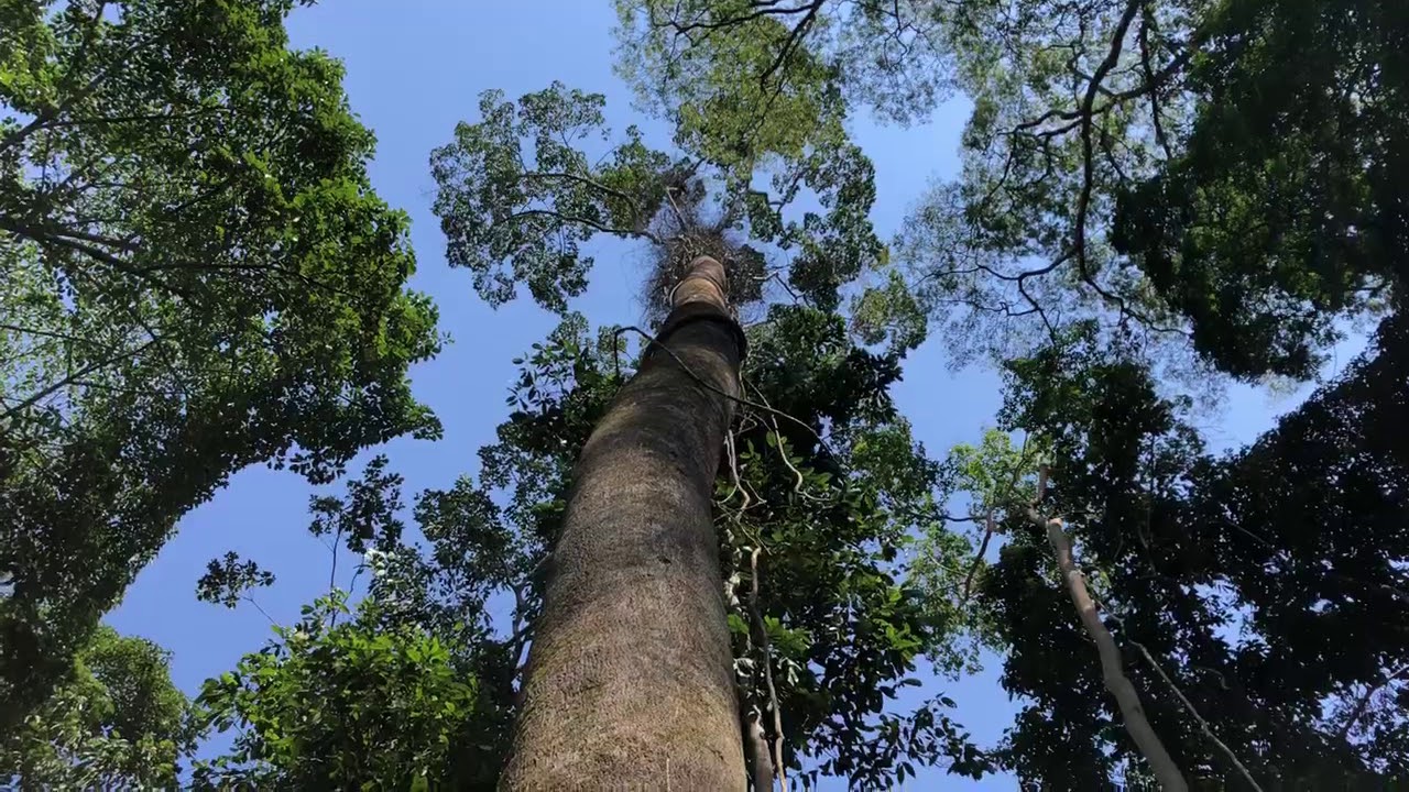 Arvore nativa peroba da Água - YouTube