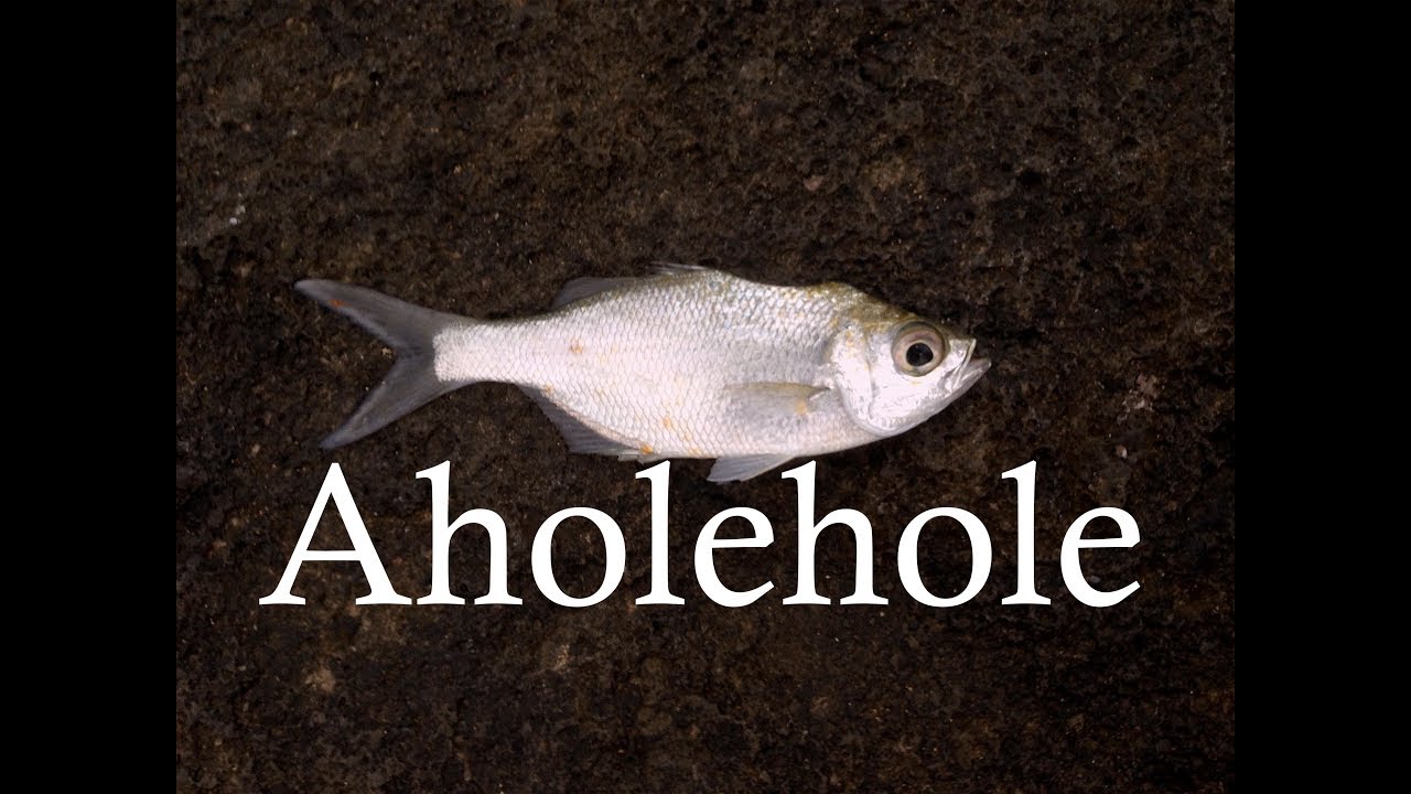 FISHING FOR "AHOLEHOLE" IN BEAUTIFUL HAWAII! - YouTube