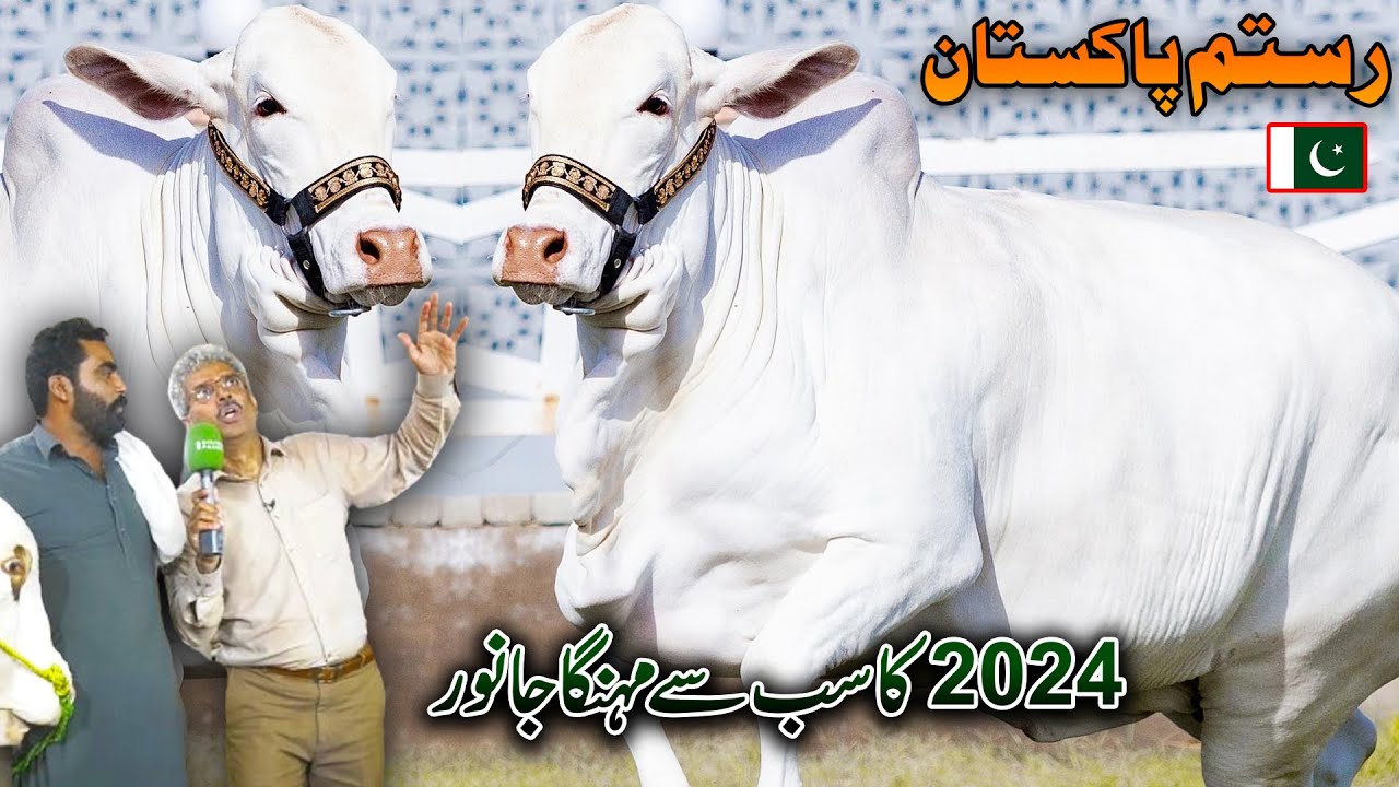 Qurbani 2024 | Cow Mandi Lahore | Most Expensive Bull | Cattle Farm ...